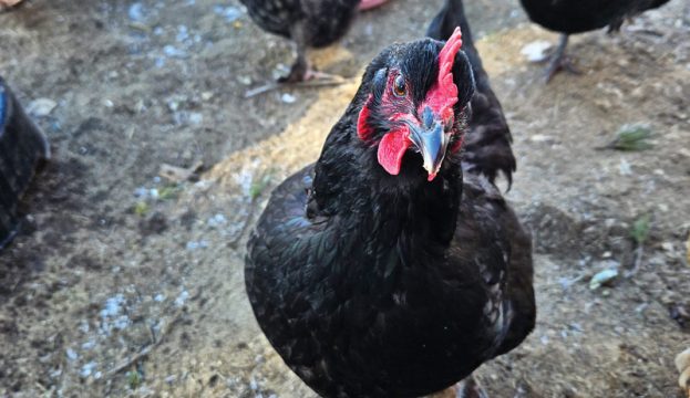 Chicken Chat: Lessons Learned From Chicken, Duck Eggs - Hobby Farms