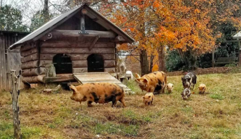 Majestic Great Pyrenees Keep Watch Over Hilltop Farm - Hobby Farms