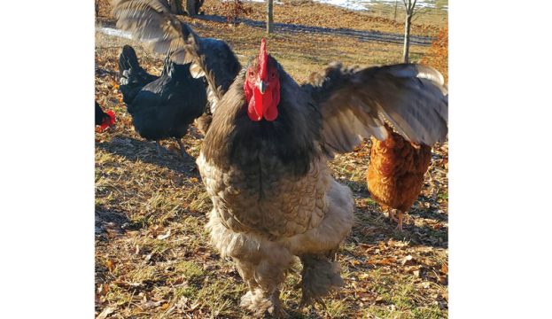 Winners: Chickens 2023 Best Of Cluck Photo Contest - Hobby Farms