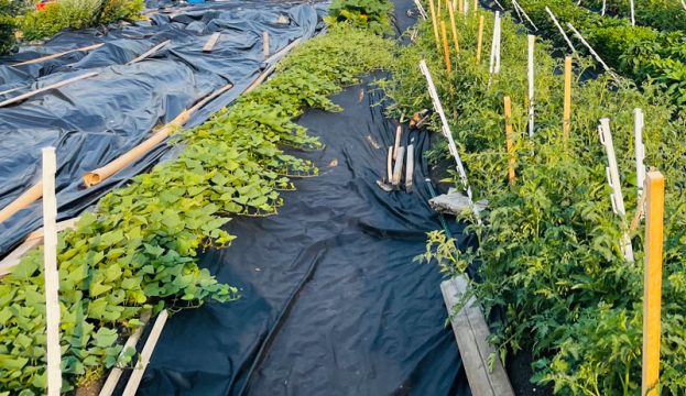 Grow Sweet Potatoes For A Tasty, High-Yield Garden Crop - Hobby Farms