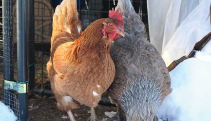 Chickens In Winter: Tips From A Minnesotan - Hobby Farms