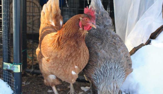 Chickens In Winter: Tips From A Minnesotan - Hobby Farms
