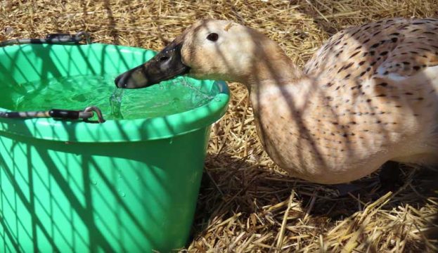 5 Potential Water Sources For Domestic Ducks - Hobby Farms