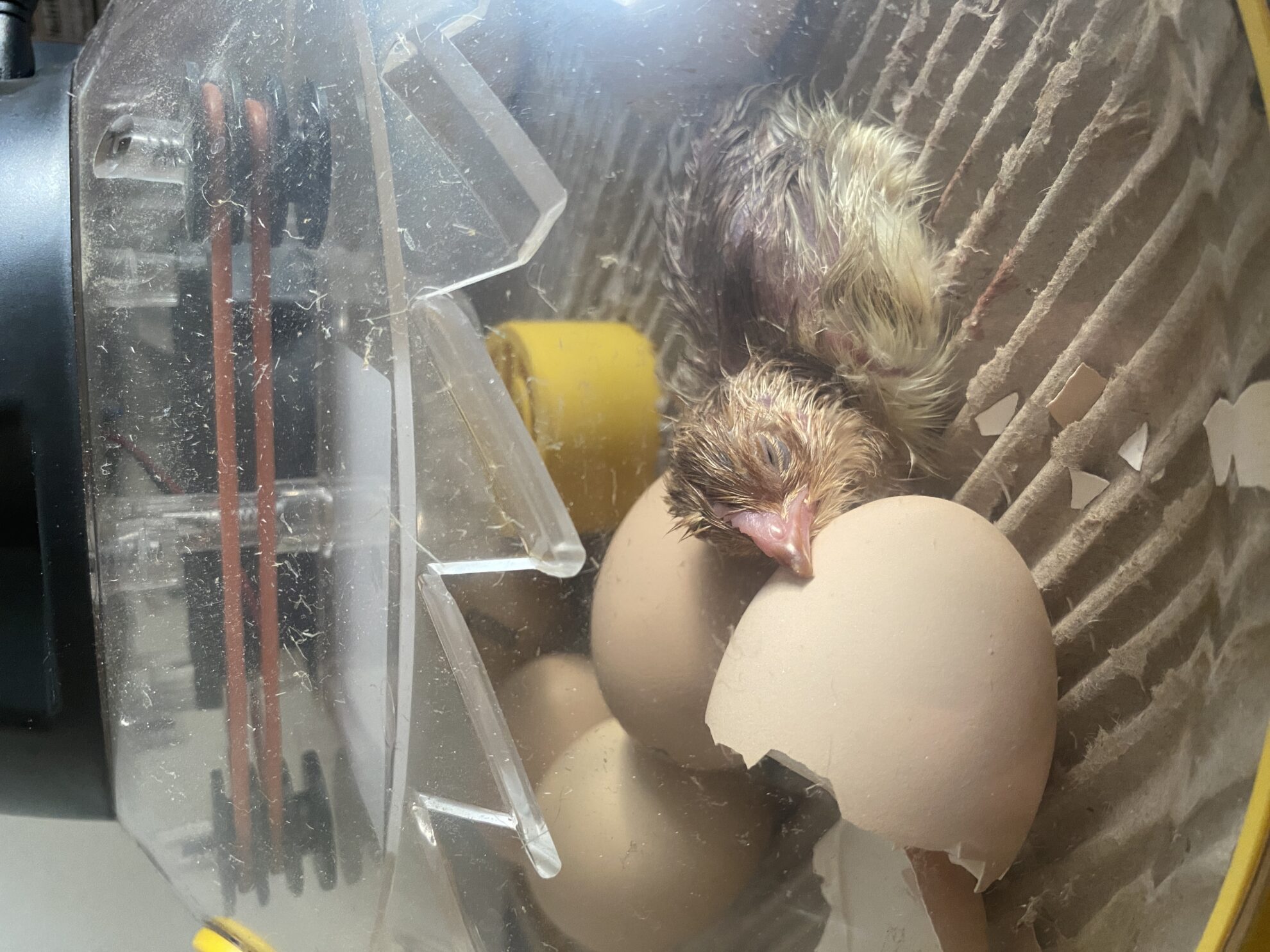 Humidity in Incubation - Hobby Farms