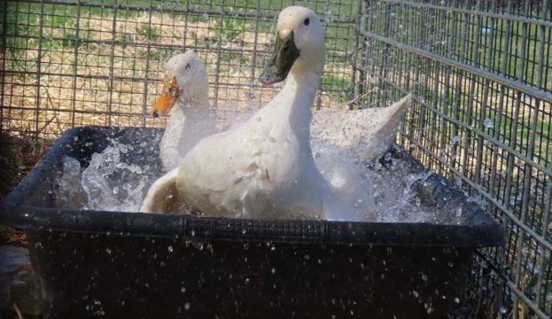 5 Potential Water Sources For Domestic Ducks - Hobby Farms