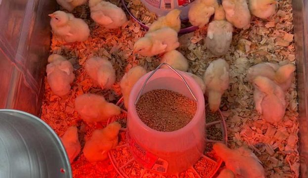 New Baby Chick Died? Here's What To Do - Hobby Farms