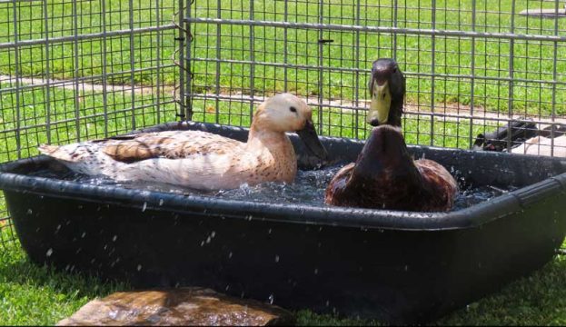 Protect Your Ducks From Poisoning By Metal Toxins - Hobby Farms