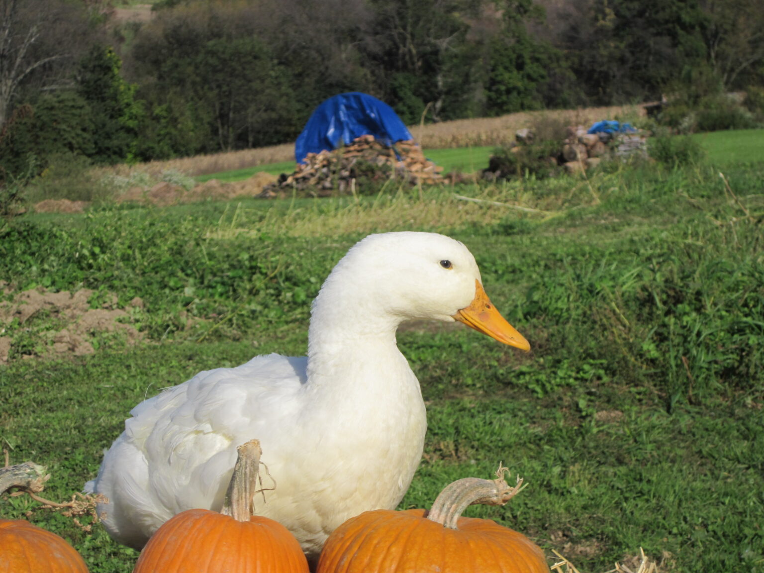 Drake Ducks: 10 Reasons to Keep Them - Hobby Farms