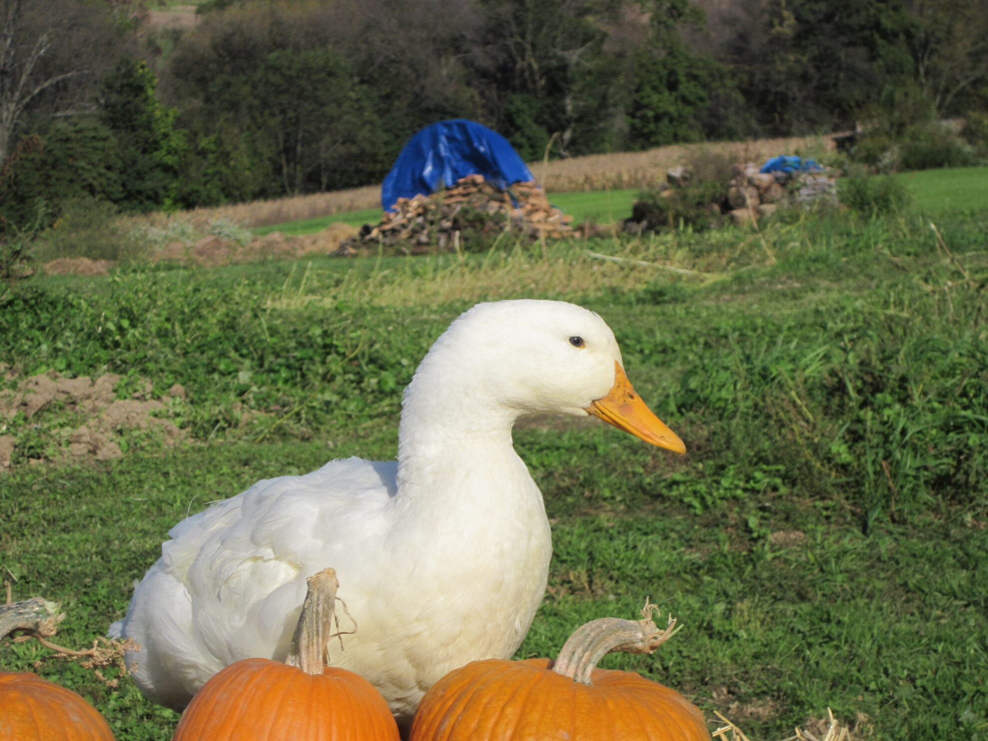 Drake Ducks: 10 Reasons to Keep Them - Hobby Farms