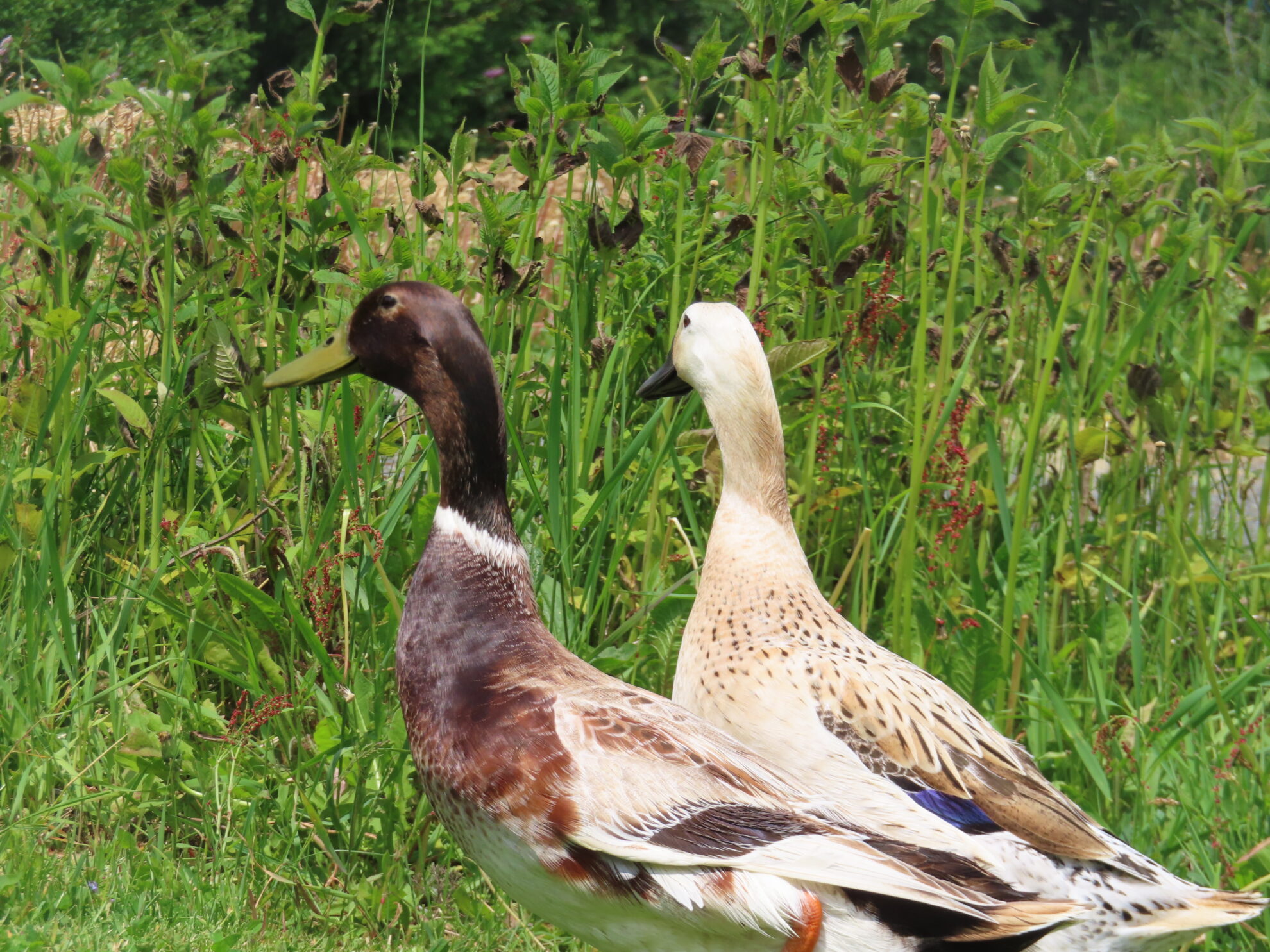 Drake Ducks: 10 Reasons to Keep Them - Hobby Farms