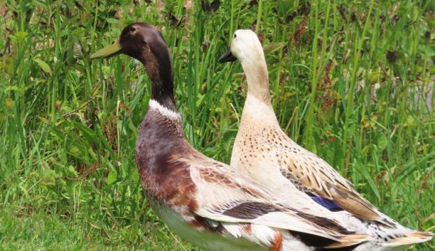 duck breeds - Hobby Farms