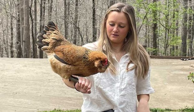 Chicken Chat: Building A Flock From Humble Beginnings - Hobby Farms