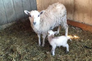 Tips For Managing An Orphaned Or Rejected Lamb - Hobby Farms