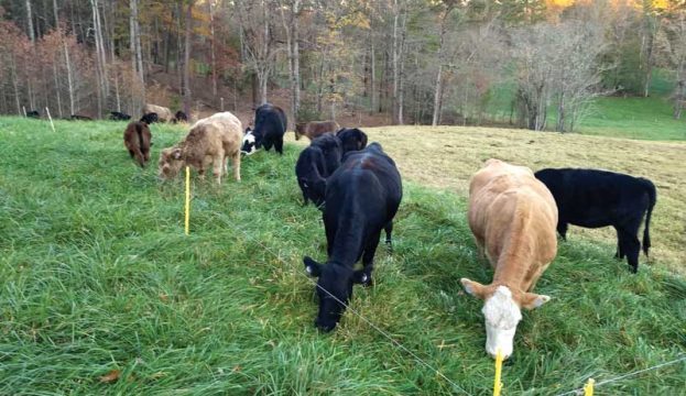 Go Ahead & Graze Your Livestock On Winter Pasture - Hobby Farms