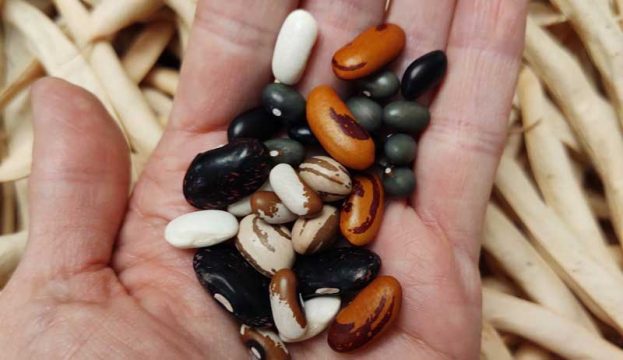 The Case For Organic Seeds: Planting Resilience - Hobby Farms