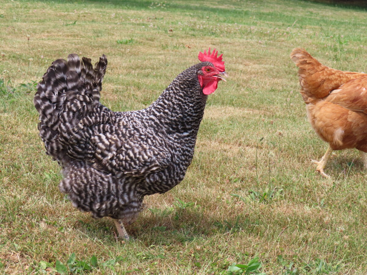 Top 12 Brown Egg Laying Chickens - Hobby Farms
