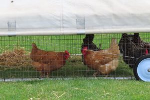 Chicken Tractor: Free Ranging in a Moveable Run - Hobby Farms