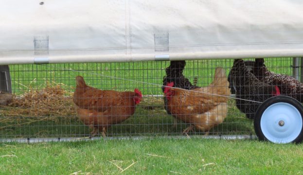 Chicken Tractor: Free Ranging in a Moveable Run - Hobby Farms