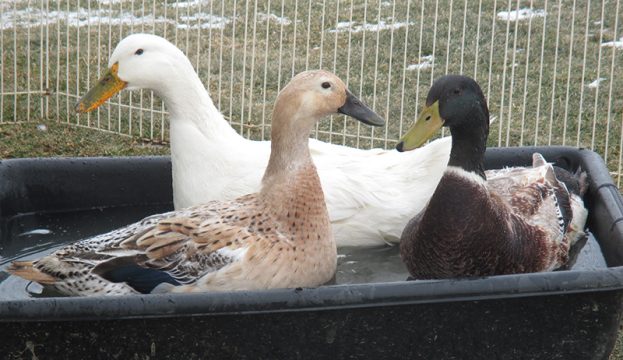How to Take Care of Ducks in Winter - Hobby Farms
