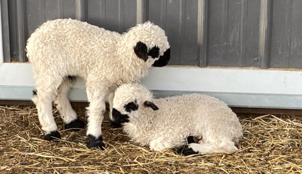 Valais Blacknose Sheep - Hobby Farms