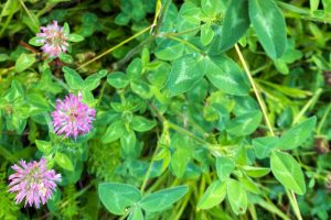 Pick Purple Clover For Its Many Health Benefits - Hobby Farms