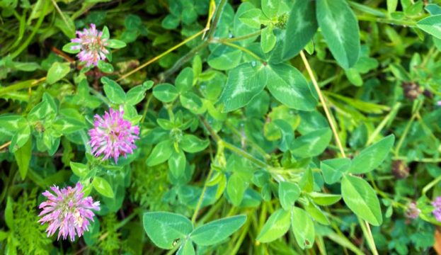 Pick Purple Clover For Its Many Health Benefits - Hobby Farms