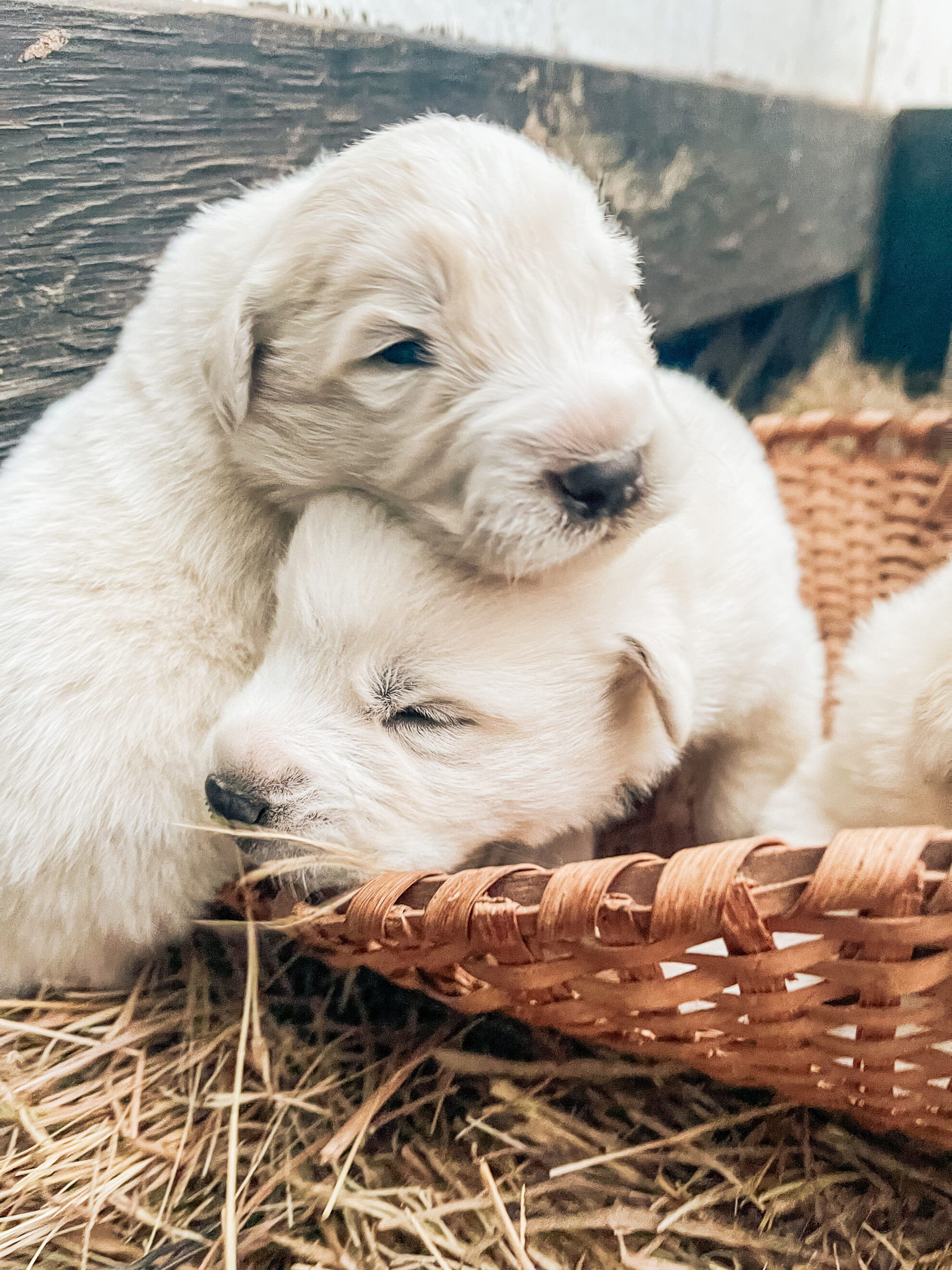 Farm Animal Pictures: How to Make Money With Each Click - Hobby Farms