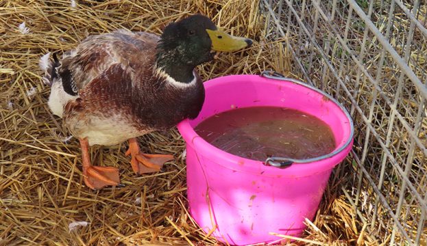 How to Take Care of Ducks in Winter - Hobby Farms