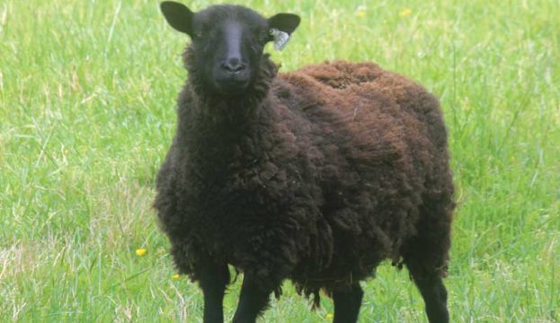 Get To Know The Shetland Sheep Breed - Hobby Farms