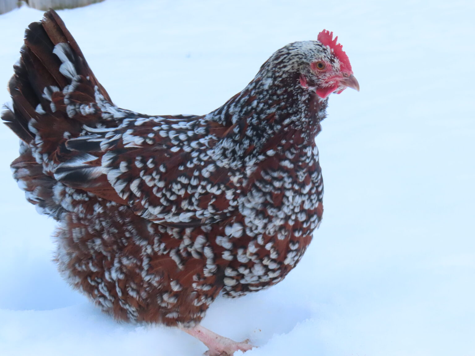 Top 12 Brown Egg Laying Chickens - Hobby Farms