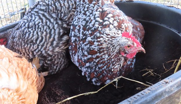 Chickens Dust Bath Dos and Don’ts - Hobby Farms