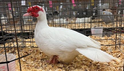 Ducks Can Bring Real Value To The Backyard - Hobby Farms