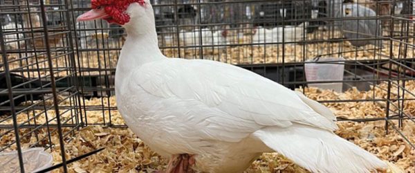 Ducks Can Bring Real Value To The Backyard - Hobby Farms