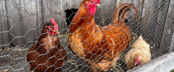 The Ingalls Homestead Is Living Homesteading History - Hobby Farms