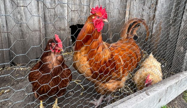 The Ingalls Homestead Is Living Homesteading History - Hobby Farms