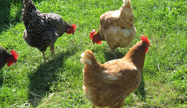Backyard Biosecurity: 6 Tips for a Chicken Flock - Hobby Farms