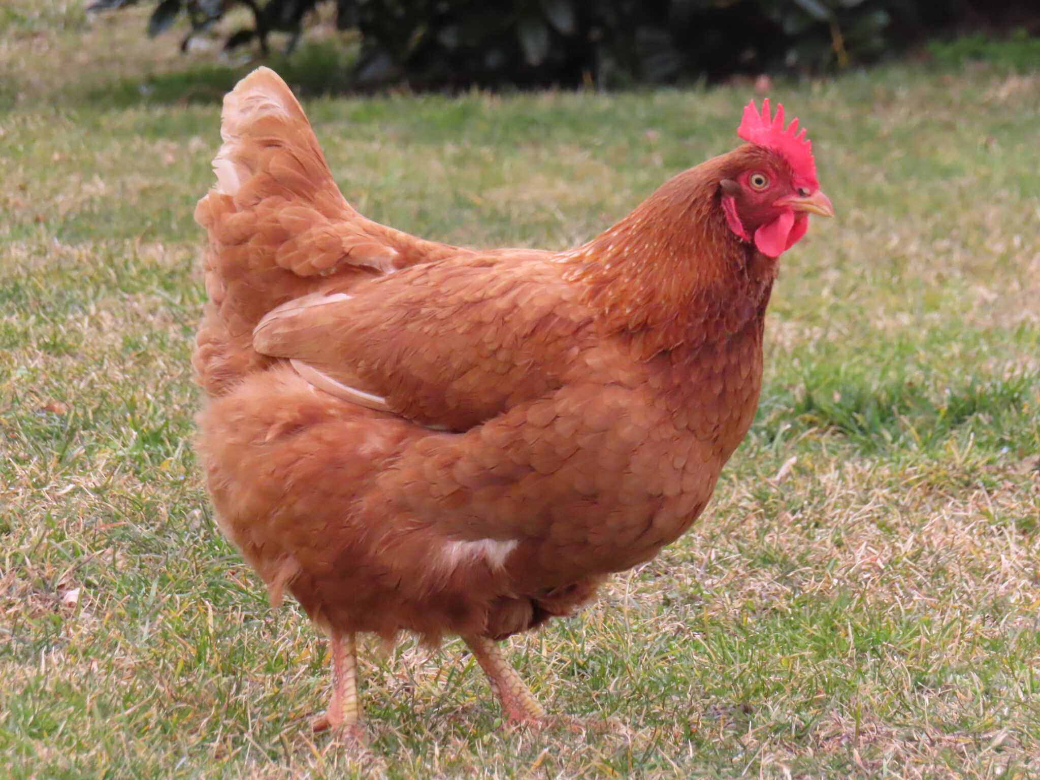 Top 12 Brown Egg Laying Chickens - Hobby Farms