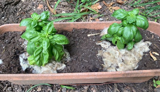 Sheep Wool Has A Place In The Garden - Hobby Farms