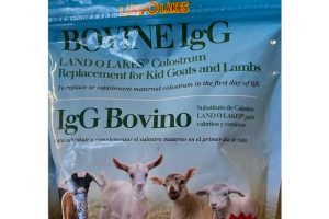 Bottle-Feeding a Lamb: Valuable Lessons Learned - Hobby Farms