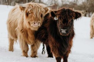 Miniature Cattle: 5 Breeds For Small Farms – Hobby Farms