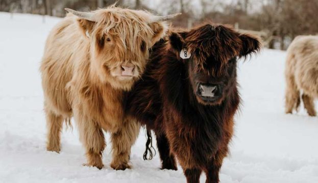 Miniature Cattle: 5 Breeds For Small Farms – Hobby Farms