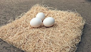 Farm Storehouse: 8 Products For Chickens & More - Hobby Farms