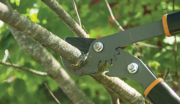 How To Prune & Rejuvenate Fruit Trees In An Old Orchard - Hobby Farms