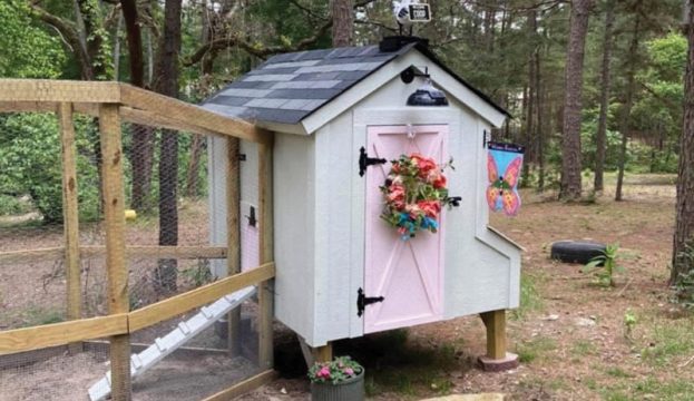 Winners: Chickens 2023 Best Of Cluck Photo Contest - Hobby Farms