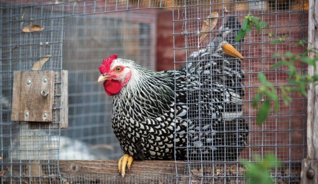 Winners: Chickens 2023 Best Of Cluck Photo Contest - Hobby Farms