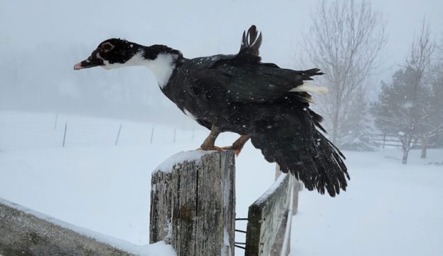 Shutterclucks: Chickens Editors Choose Reader Photos - Hobby Farms