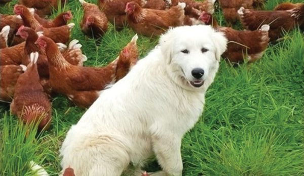 Protect Your Poultry & Chicken Coop From Predators - Hobby Farms