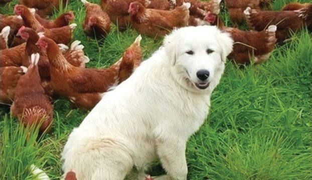 Protect Your Poultry & Chicken Coop From Predators - Hobby Farms