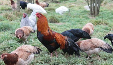 The Cubalaya Is A Hardy, Versatile & Historic Breed - Hobby Farms