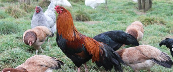 The Cubalaya Is A Hardy, Versatile & Historic Breed - Hobby Farms